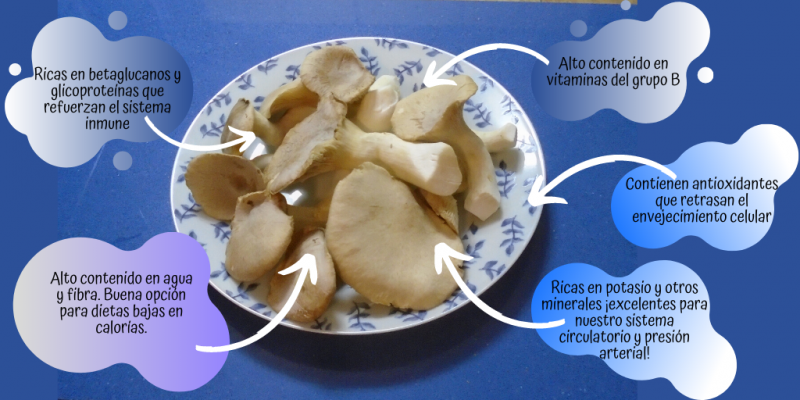 Setas de cardo coreano confitadas - Temycor