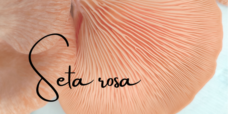 Seta rosa (Pleurotus djamor) - Temycor