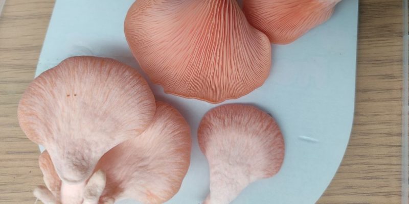 Seta rosa (Pleurotus djamor) - Temycor